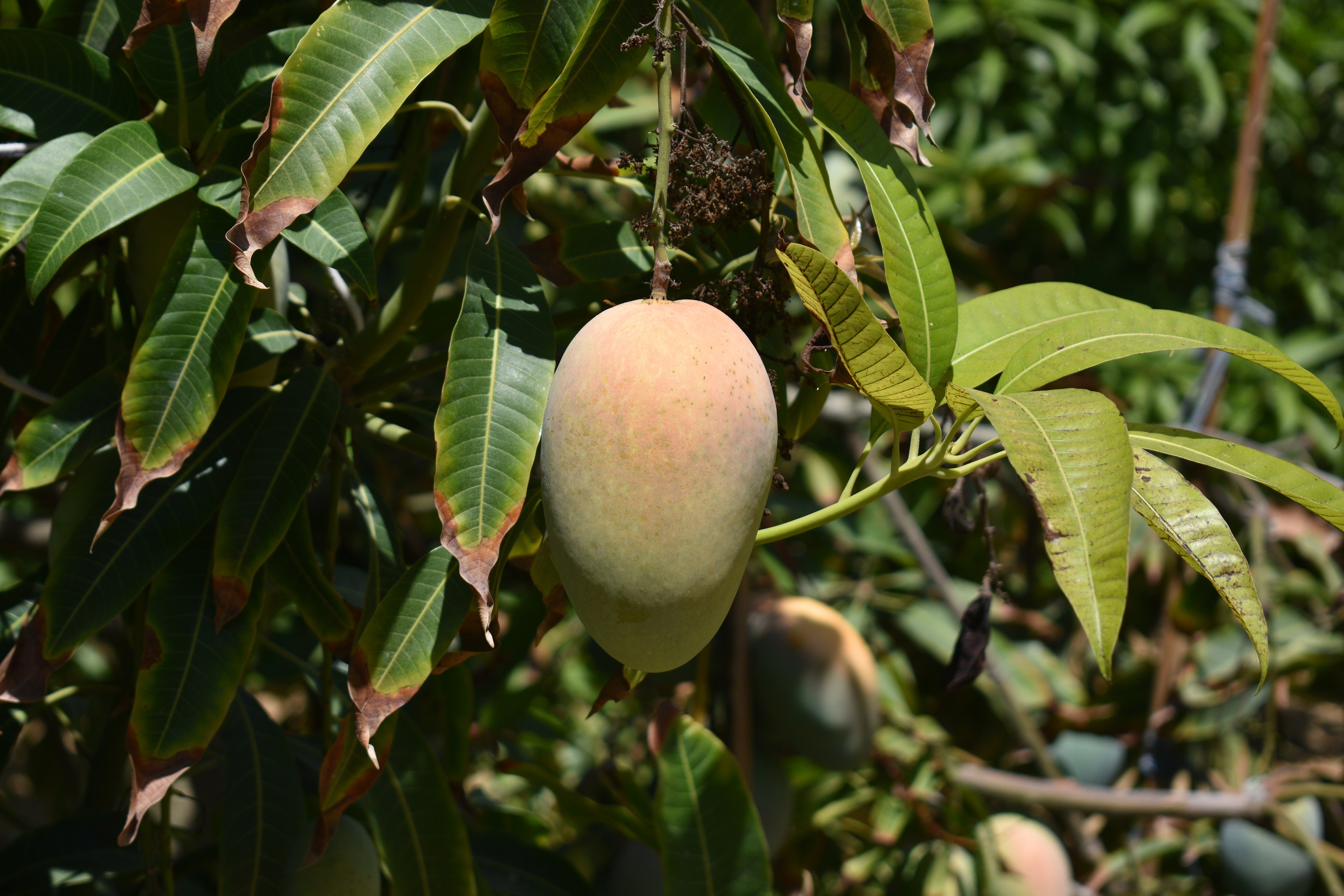 Egyptian Mangoes – Mangi